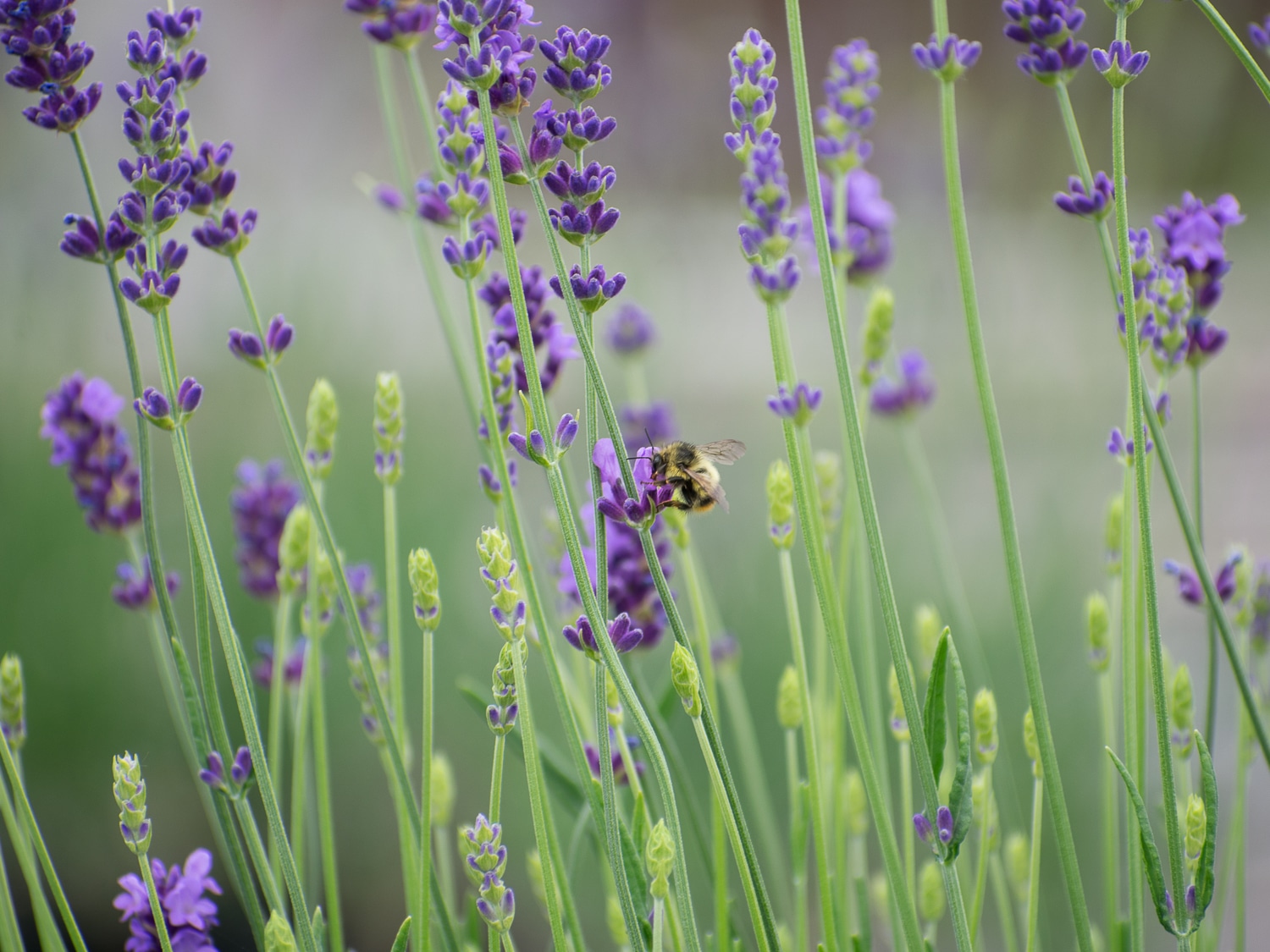 Visit Victors and capture your own eye-candy - Victor's Lavender