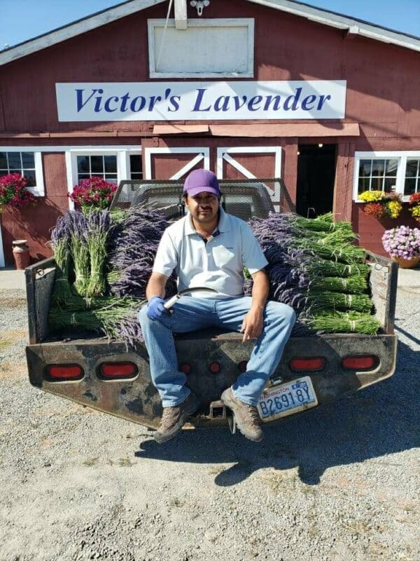 Victor's Lavender Farm in Sunny Sequim Washington