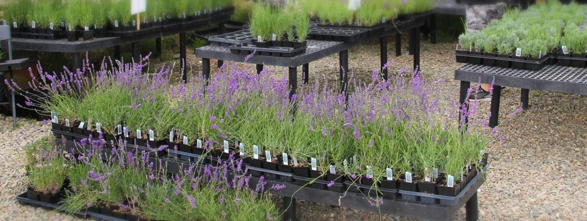 Over 400 Varieties of Lavender to Choose from – Trust Victor to help ...